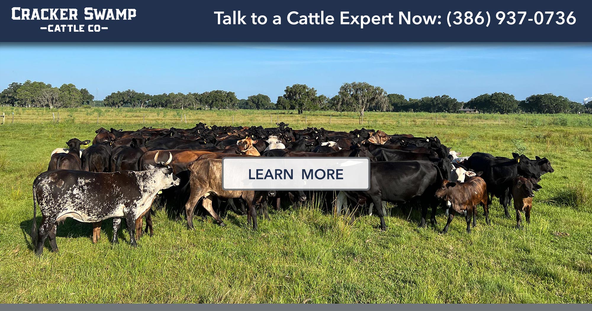 Cattle Ranch in Florida | Cracker Swamp Cattle Co. in Florida