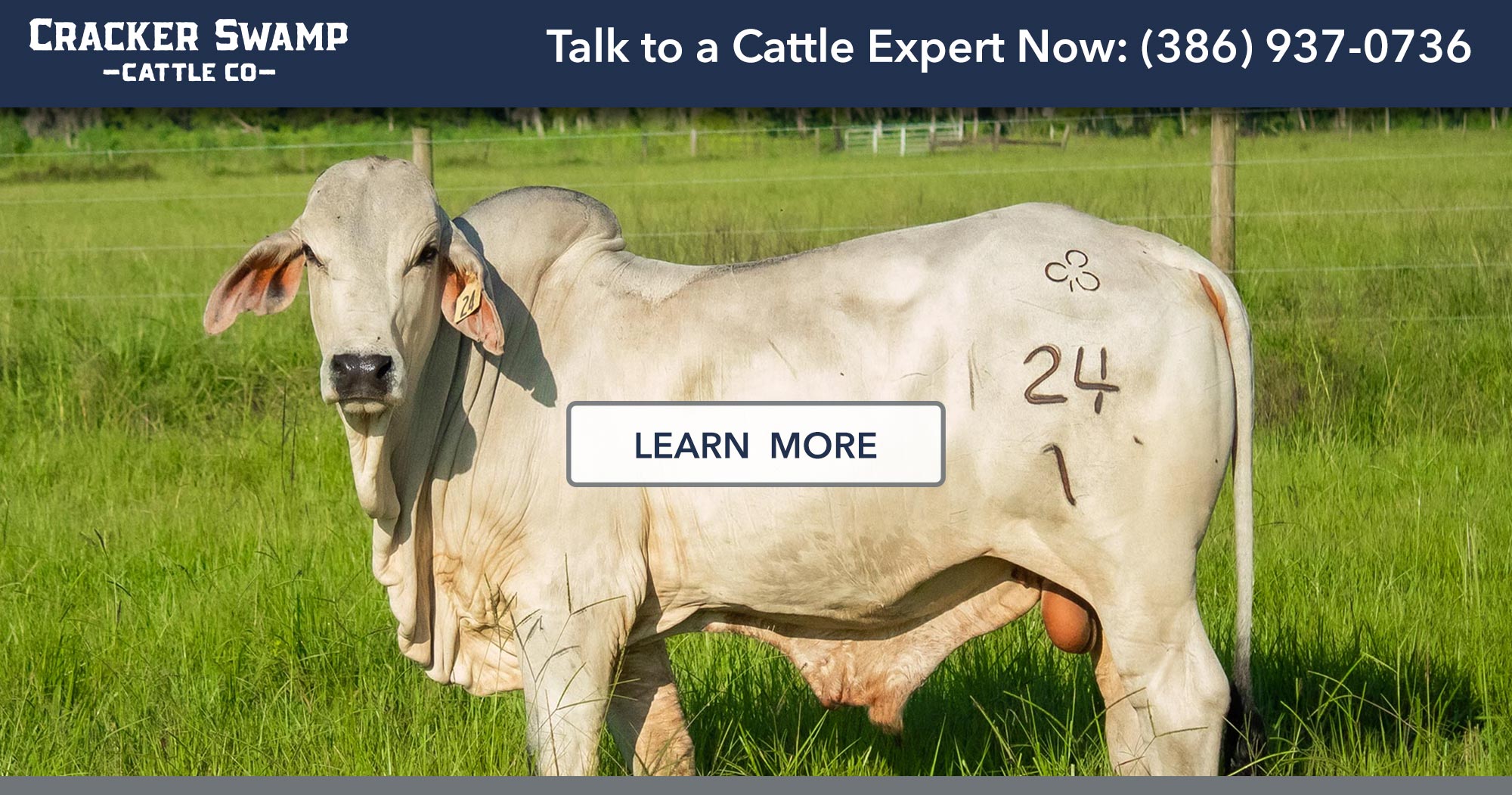 Herd Sires in Florida | Cracker Swamp Cattle Co. in Florida