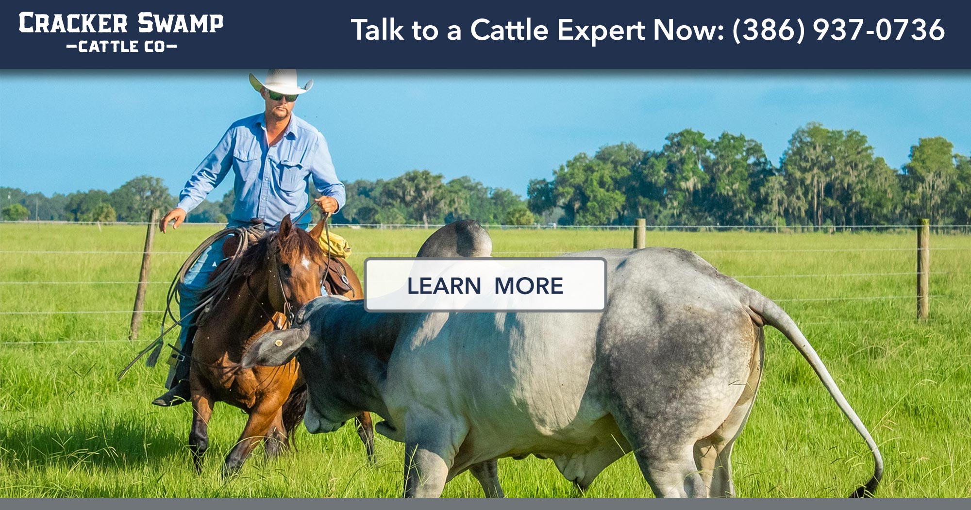 Ranch Horses in Florida | Cracker Swamp Cattle Co. in Florida
