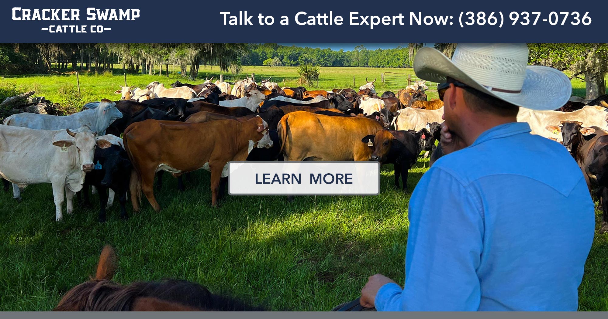 Florida Cattle Management Services by Cracker Swamp Cattle Co.